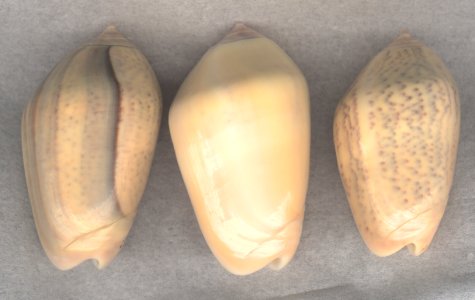 Oliva incrassata